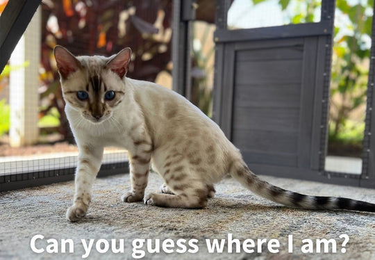 How to Make an Outdoor Cat Enclosure: A Complete DIY Catio Guide ...